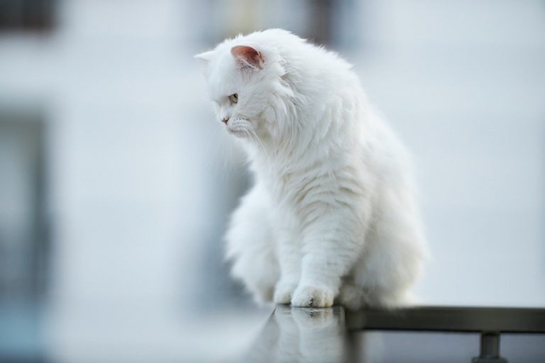 Mon chat boude. Comment éviter ça et le consoler